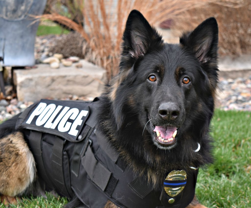 ABOUT THE K-9s AND VESTS – Wisconsin Vest-A-Dog